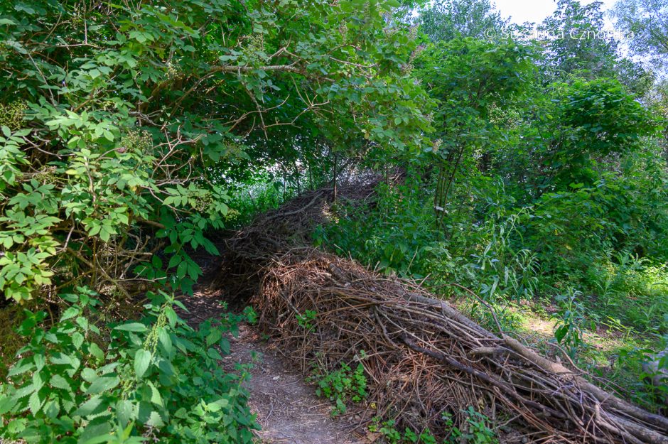 Naturnah gestalten mit Totholz – Einfach Garten