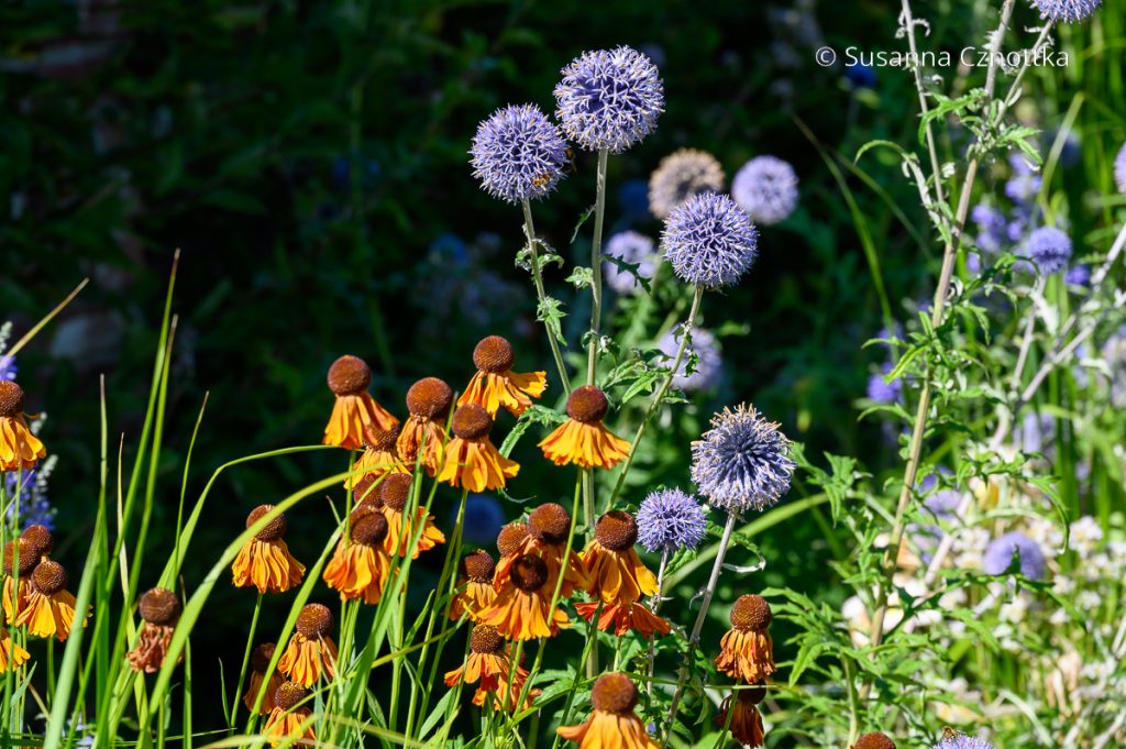 Kugeldistel (Echinops ritro) pflanzen und kombinieren – Einfach Garten