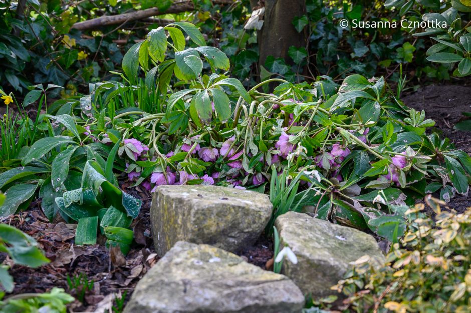 Lenzrosen (Helleborus x hybridus) pflanzen und kombinieren – Einfach Garten