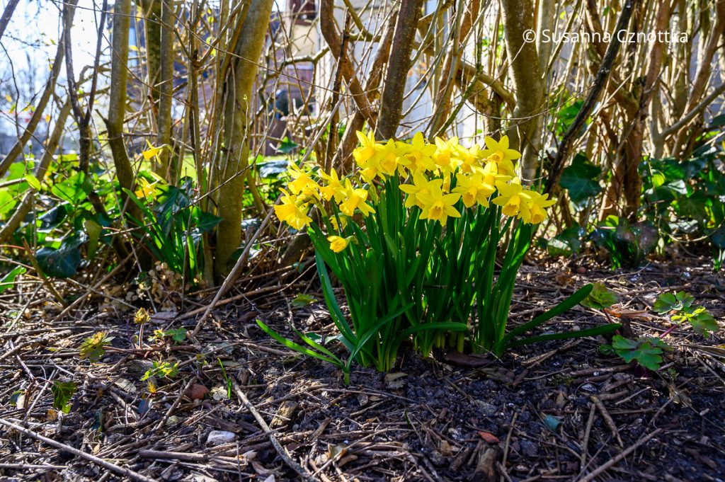 Was blüht im Schatten? Stauden mit attraktiven Blüten für schattige ...