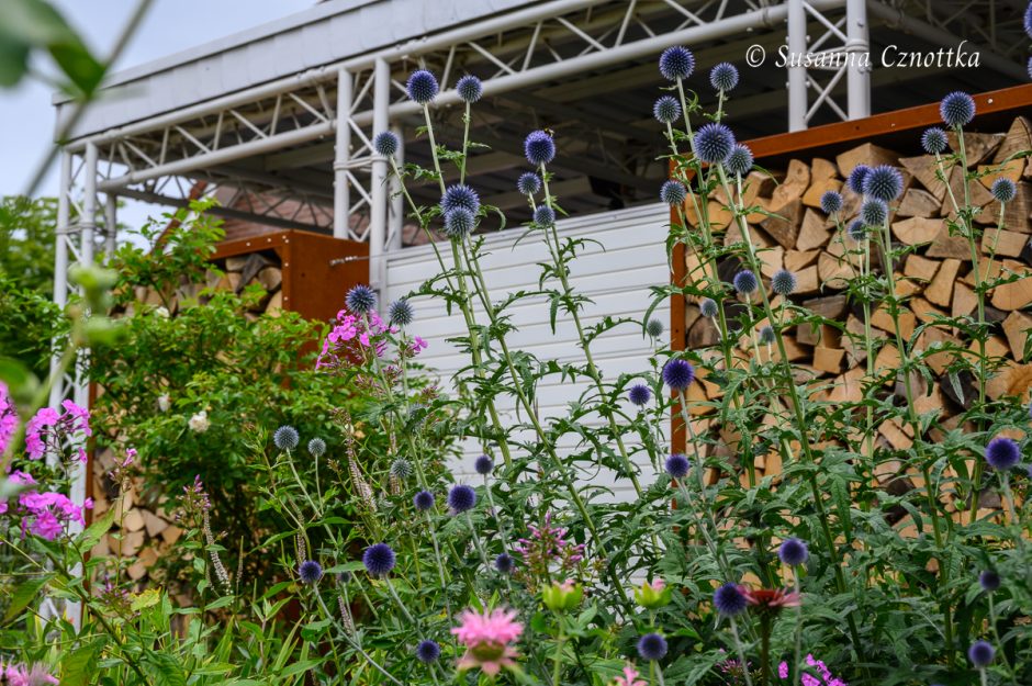 Kugeldistel (Echinops ritro) pflanzen und kombinieren – Einfach Garten
