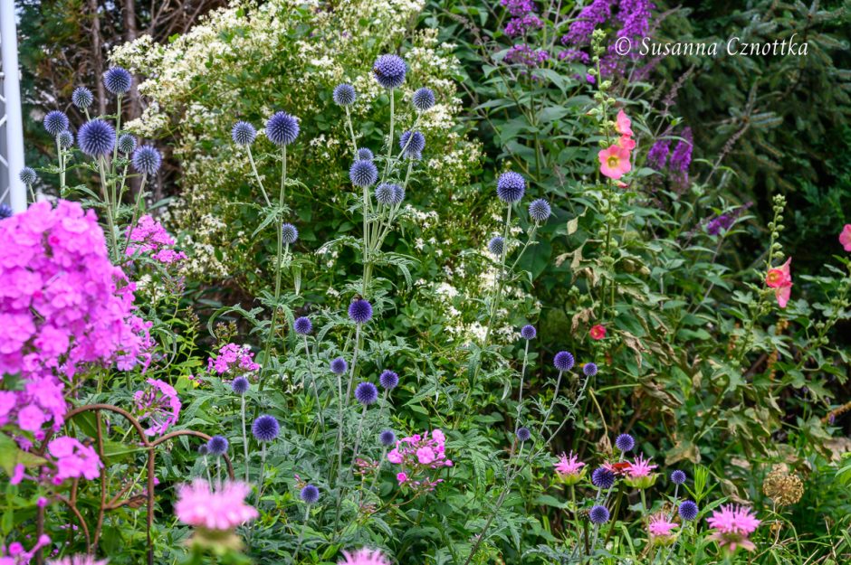 Kugeldistel (Echinops ritro) pflanzen und kombinieren – Einfach Garten