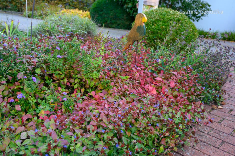 Winterharte Stauden mit farbigem Herbstlaub – Einfach Garten