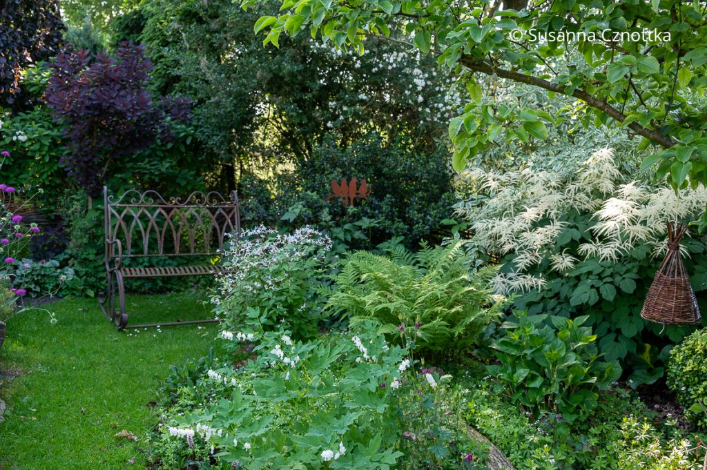 Was blüht im Schatten? Stauden mit attraktiven Blüten für schattige ...