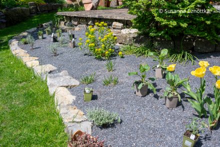 Insektenfreundlicher Garten: ein Magerbeet oder Trockenbeet anlegen ...
