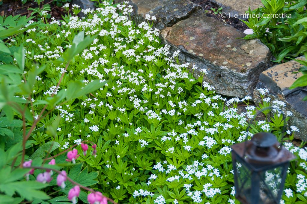 Was blüht im Schatten? Stauden mit attraktiven Blüten für schattige ...