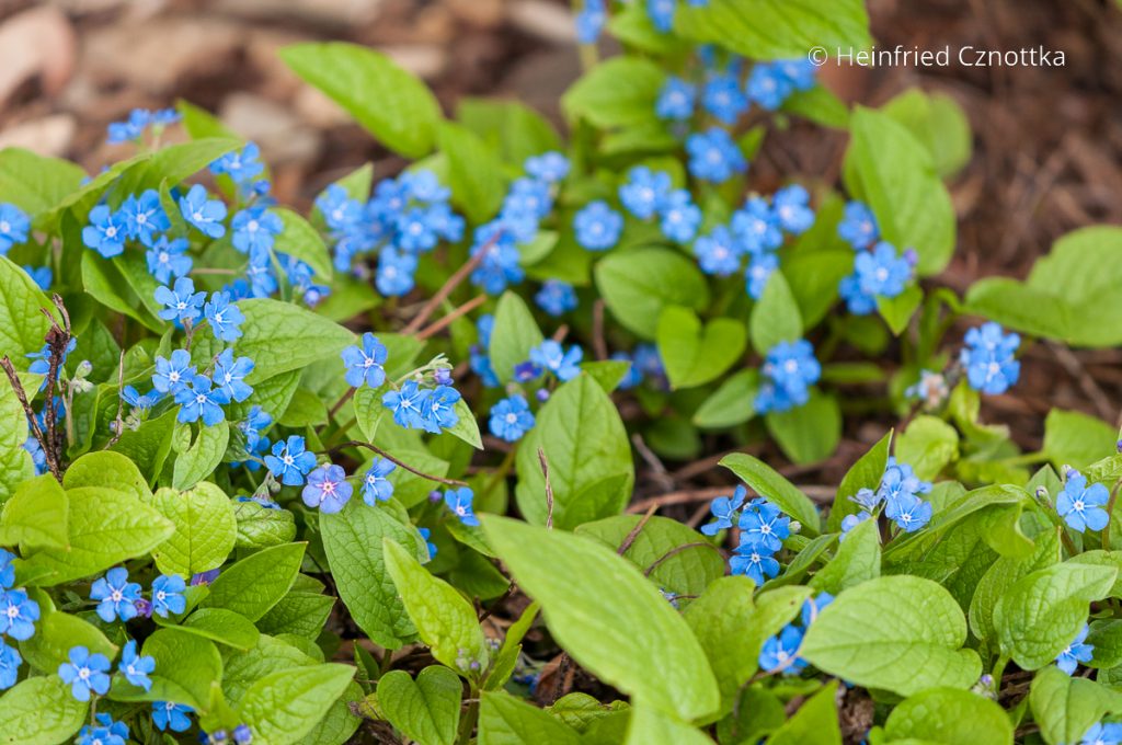Was blüht im Schatten? Stauden mit attraktiven Blüten für schattige ...