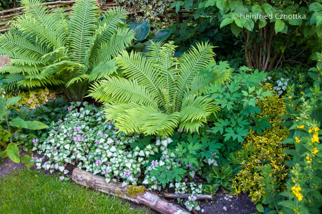 Was blüht im Schatten? Stauden mit attraktiven Blüten für schattige ...
