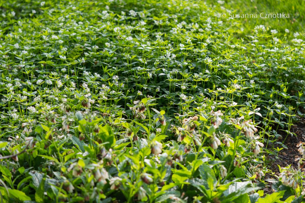 Was blüht im Schatten? Stauden mit attraktiven Blüten für schattige ...