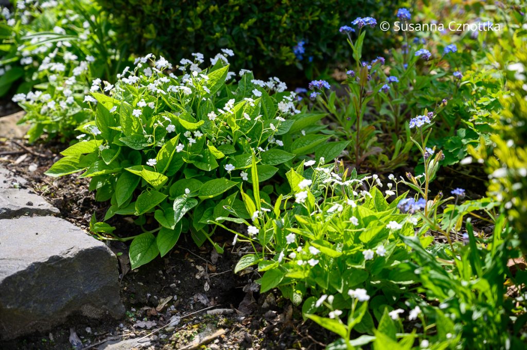 Was blüht im Schatten? Stauden mit attraktiven Blüten für schattige ...