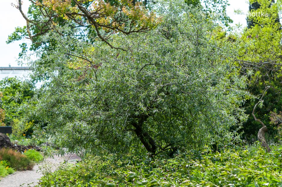 Erstaunlich Weidenblättrige Birne Klein Halten Fotos