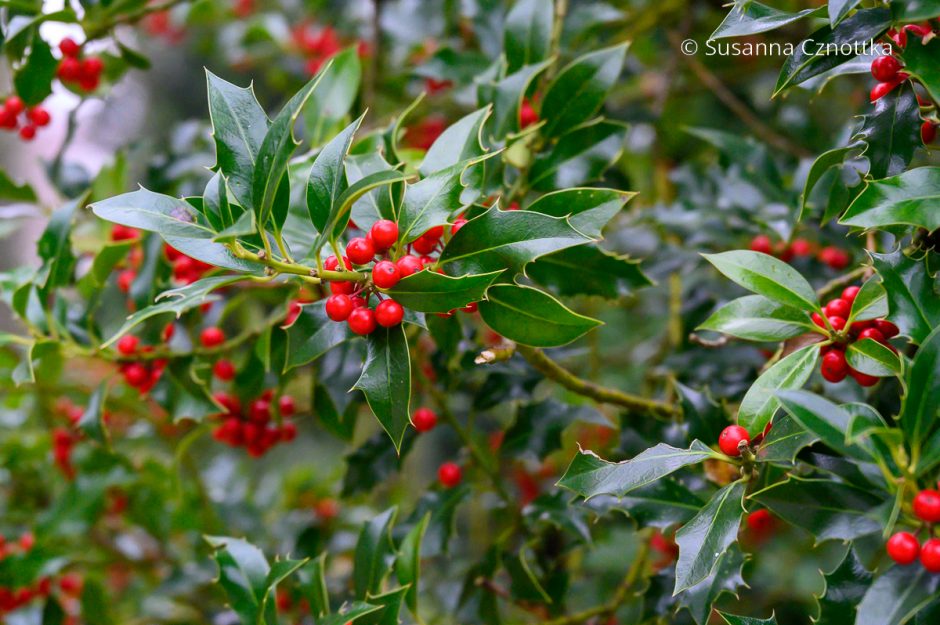 Garten im Winter: attraktiv gestalten für die kalte Jahreszeit ...