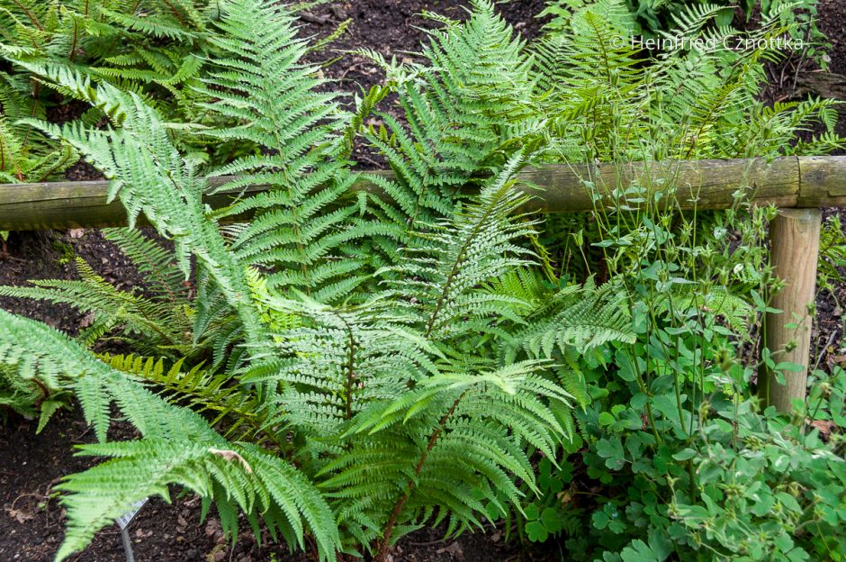 Halbschattenkombination mit Farn und Gefleckter Taubnessel – Einfach Garten