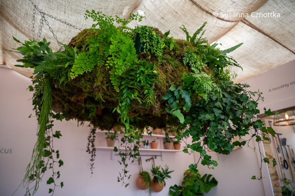 Kokedama – Pflanzen in Mooskugeln: ein DIY für Haus und Garten ...
