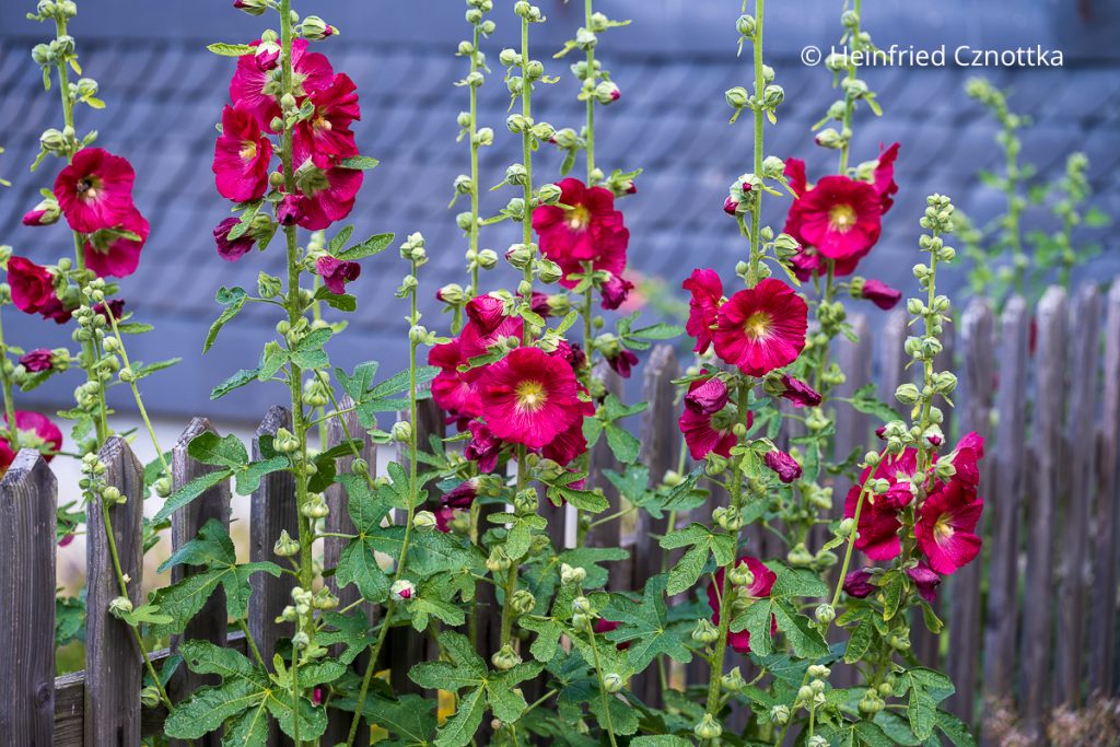 Stockrosen (Alcea rosea) pflanzen und kombinieren – Einfach Garten