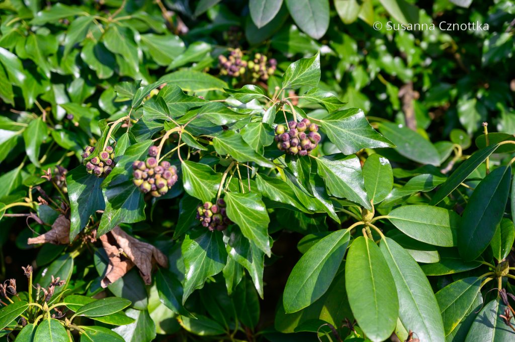Efeu (Hedera helix) – ein Allroundtalent als Sichtschutz, Bodendecker ...