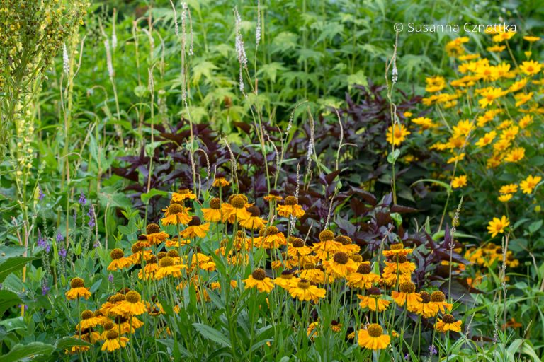 Pflanzenporträt: Sonnenbraut (Helenium) pflanzen und kombinieren ...