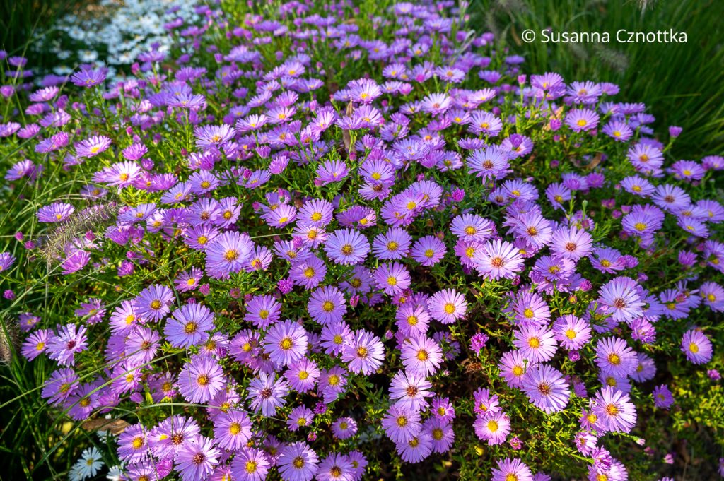 Die Stars im Herbstbeet: Astern pflanzen und kombinieren – Einfach Garten