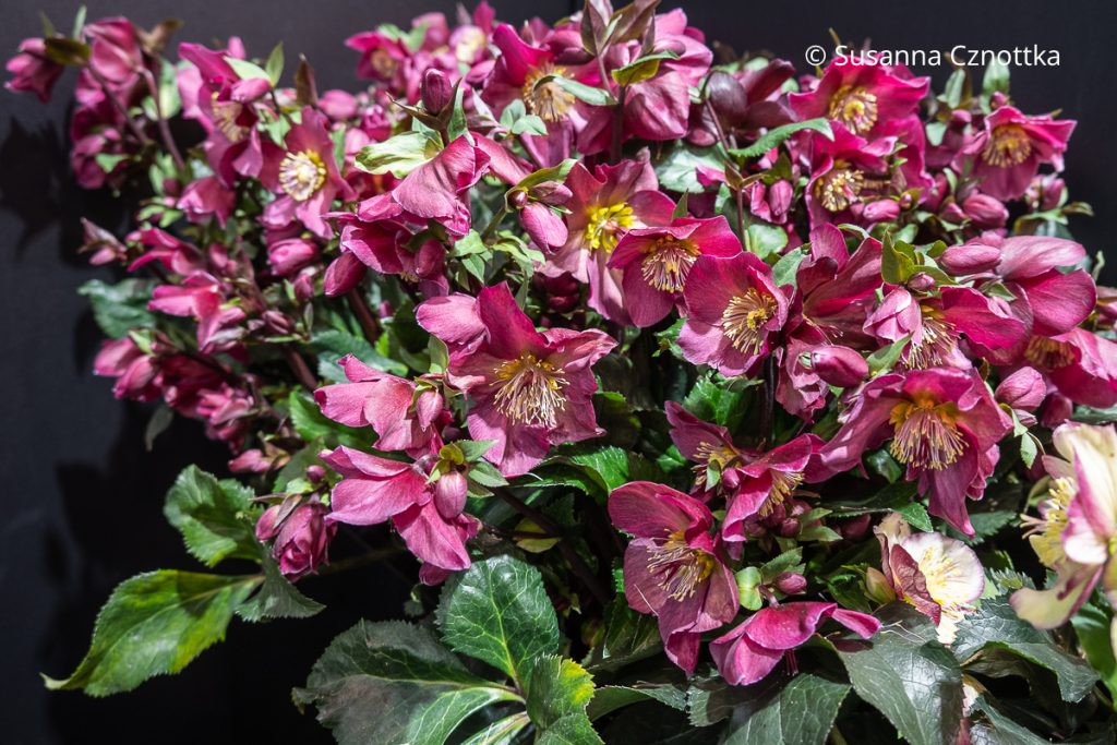 Helleborusarten: Christrose, Schneerose, Lenzrose unterscheiden ...