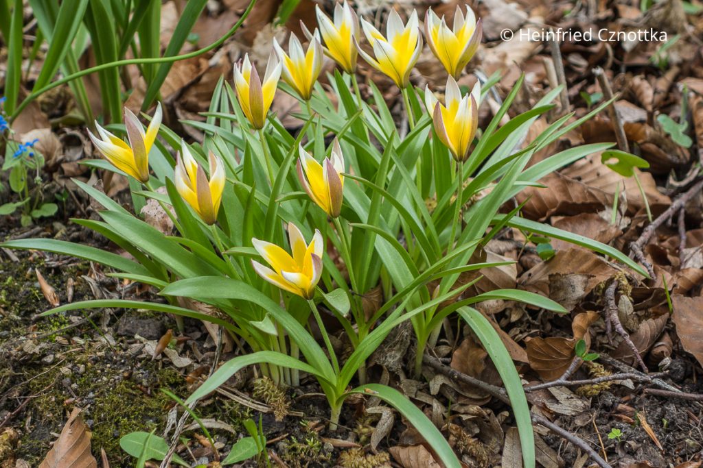 Wildtulpen oder Botanische Tulpen pflanzen und kombinieren – Einfach Garten