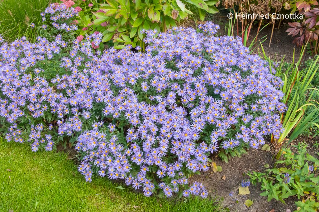 Die Stars im Herbstbeet: Astern pflanzen und kombinieren – Einfach Garten
