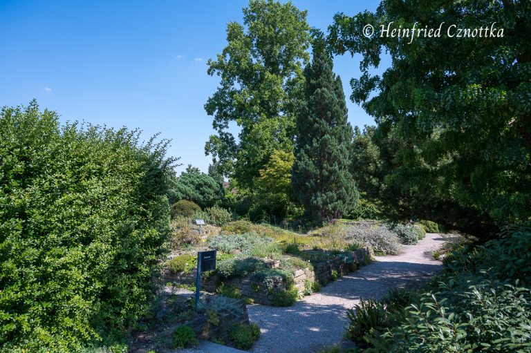 Hochsommer im Berggarten Hannover – Einfach Garten