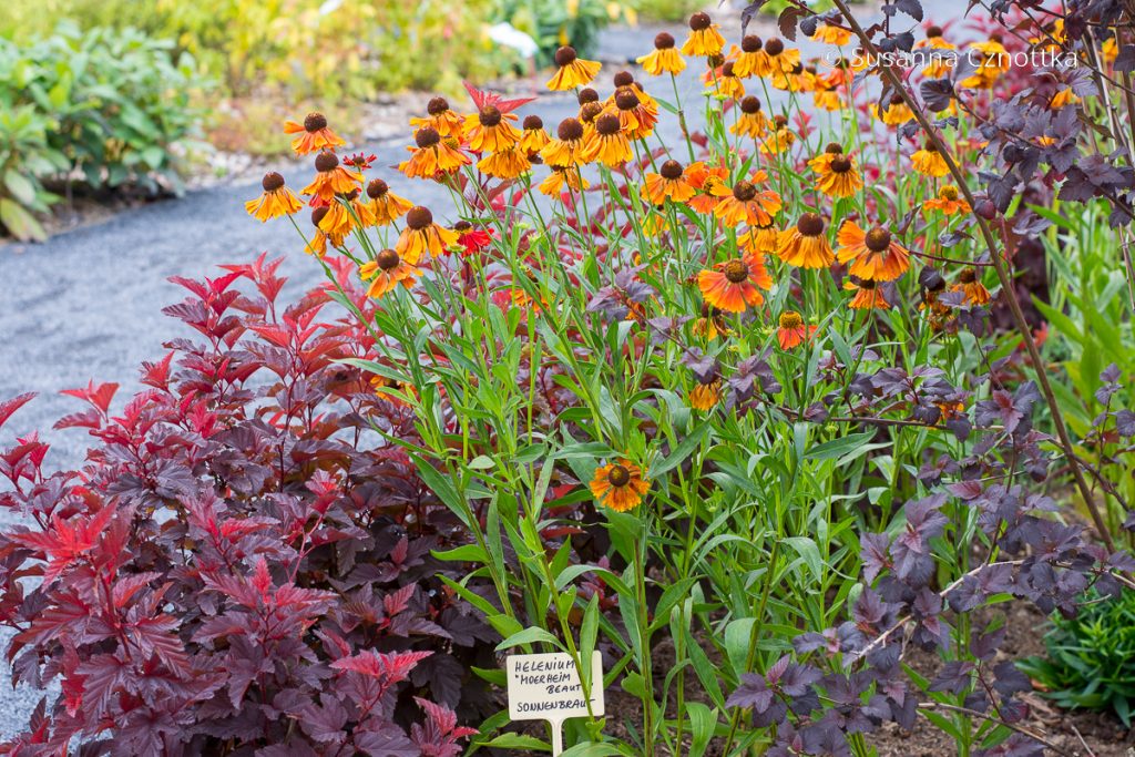 Pflanzenporträt: Sonnenbraut (Helenium) pflanzen und kombinieren ...