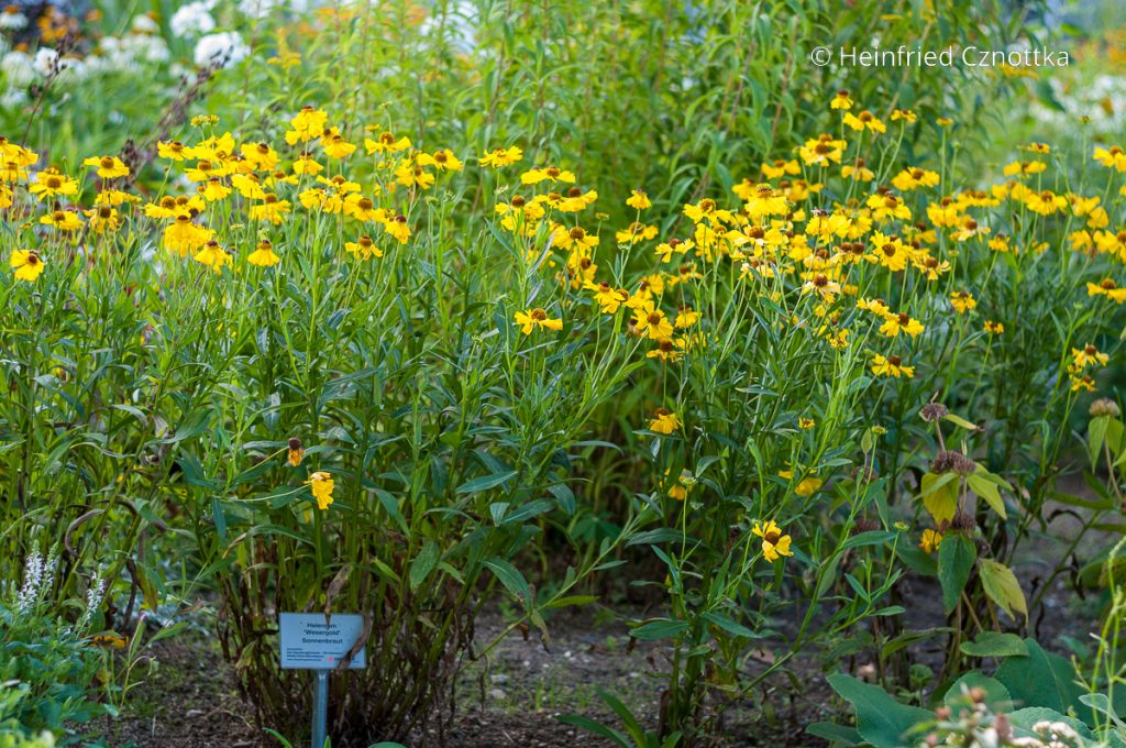 Pflanzenporträt: Sonnenbraut (Helenium) pflanzen und kombinieren ...