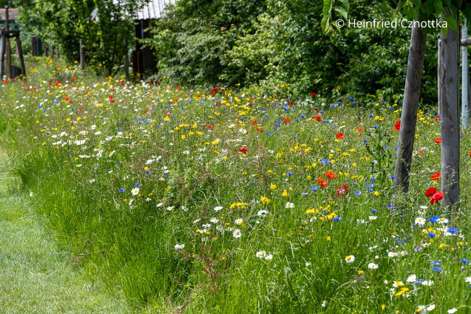 Landesgartenschau Baden-Württemberg 2024 : Wangen im Allgäu – Einfach ...
