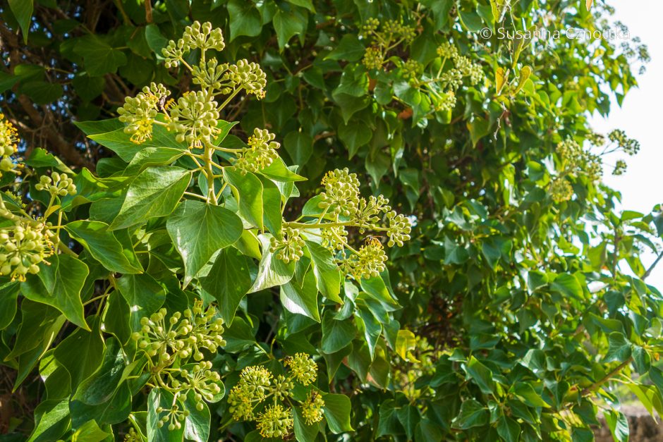 Efeu (Hedera helix) – ein Allroundtalent als Sichtschutz, Bodendecker ...