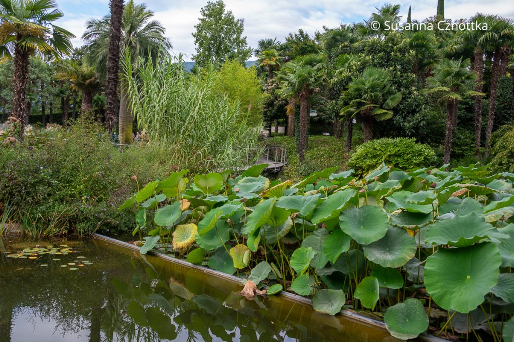 Gartenreise nach Südtirol: die Gärten von Trauttmansdorff in Meran ...