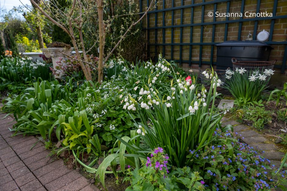 Frhjahrsblumen Im Garten
