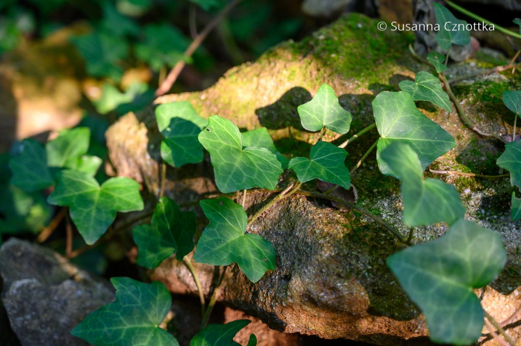 Efeu (Hedera helix) – ein Allroundtalent als Sichtschutz, Bodendecker ...