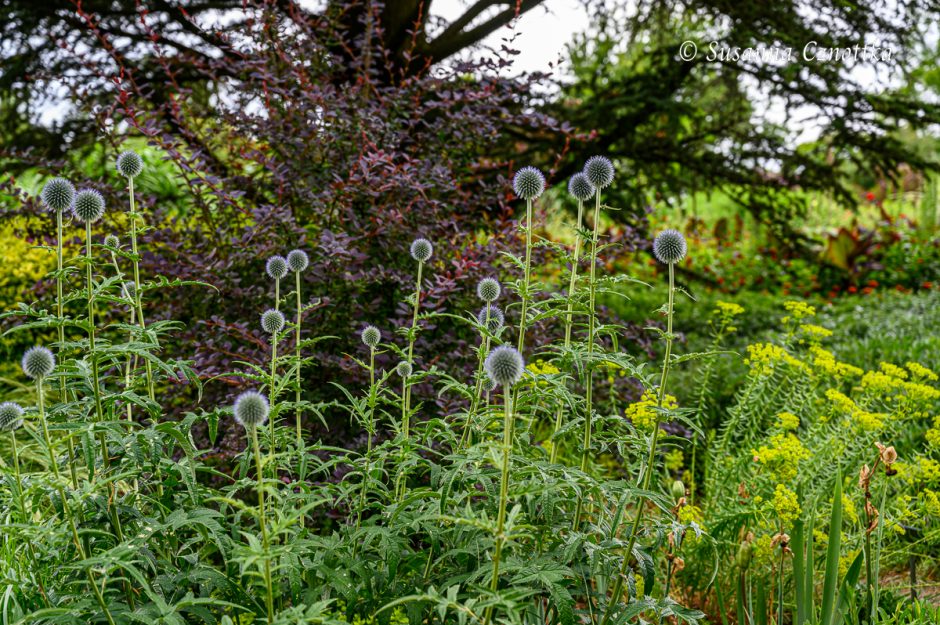 Kugeldistel (Echinops ritro) pflanzen und kombinieren – Einfach Garten